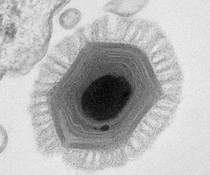 World's largest virus proves giants came from cells | New Scientist