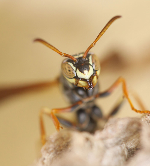 Why some wasps are good with faces – and others aren't | New Scientist
