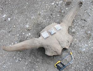 Fossil DNA has clues to surviving rapid climate change | New Scientist