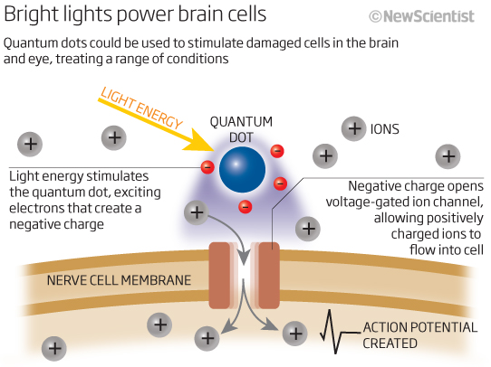 Quantum dots control brain cells for the first time | New Scientist