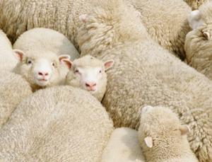 Vaccine for deadly sheep virus is on its way | New Scientist