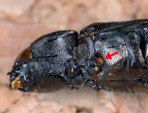 Zoologger: Infrared-sensing beetles born in fire | New Scientist