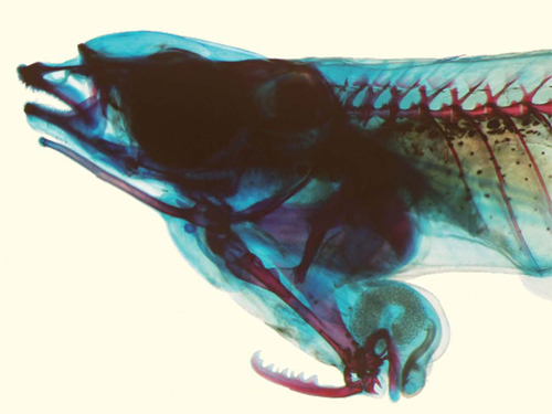 Zoologger: The fish with its genitals on its head | New Scientist