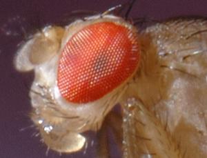 Fruit flies' eyes shrink a little to see | New Scientist