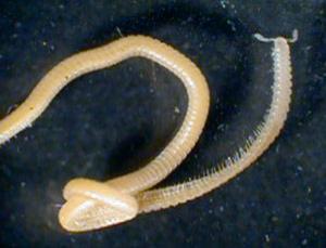 Zoologger: The leggiest animal in the world | New Scientist