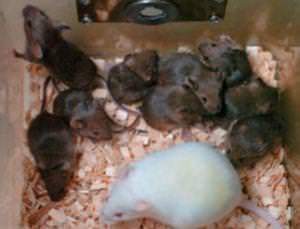 Cloning record broken – next up clones from faeces | New Scientist