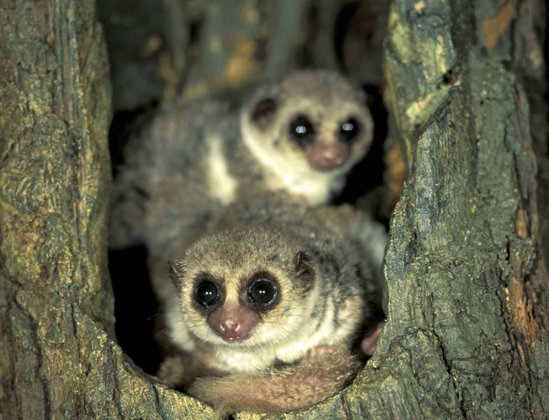 Fat tailed dwarf lemur - Alchetron, The Free Social Encyclopedia