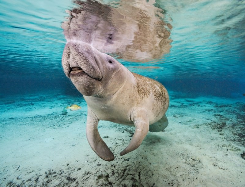 Zoologger: The sea cow with super-sensing hairs | New Scientist