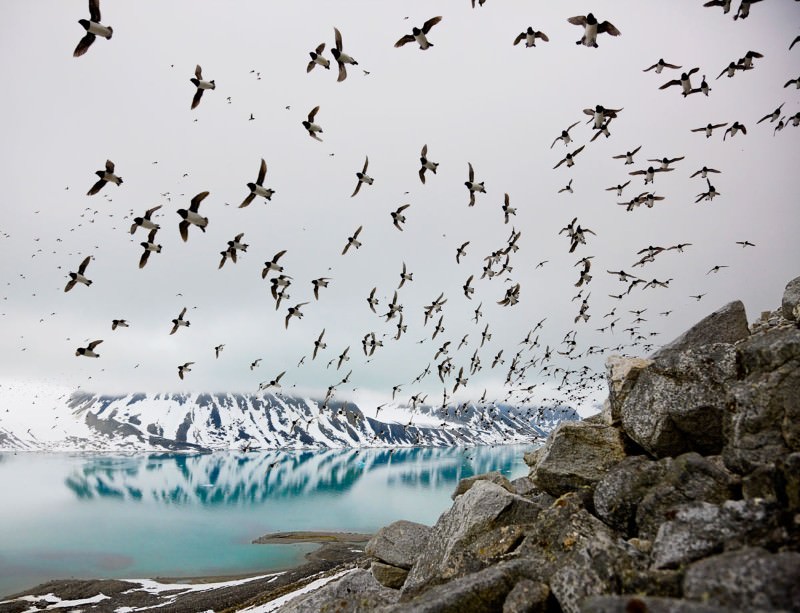 Up to half of all birds threatened by climate change | New Scientist