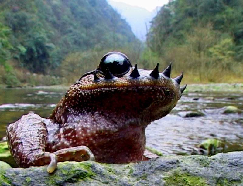 Zoologger: Hipster toad has weaponised moustache | New Scientist