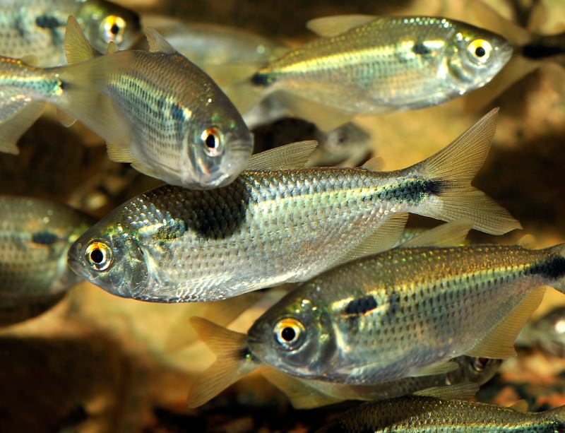 Rio Ampiyacu Biotope – A guide to creating a Rio Ampiyacu Oxbow Lake ...