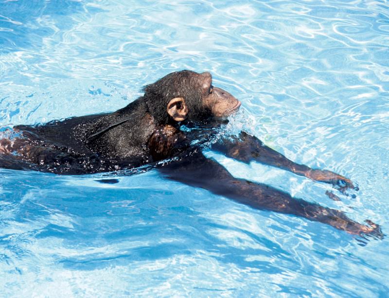 Forget doggy paddle - apes prefer breaststroke | New Scientist