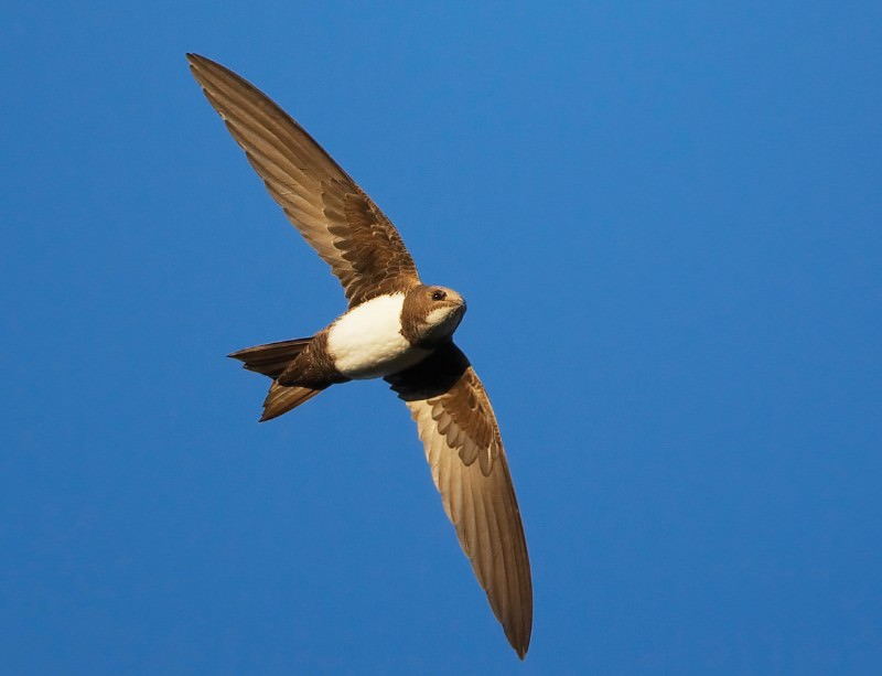 Swifts stay airborne for six months at a time | New Scientist