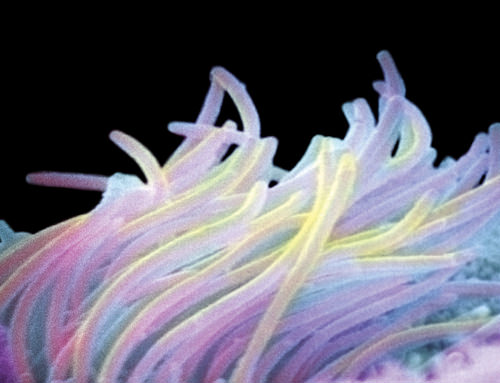 Instant Expert 36: Human cell tails | New Scientist