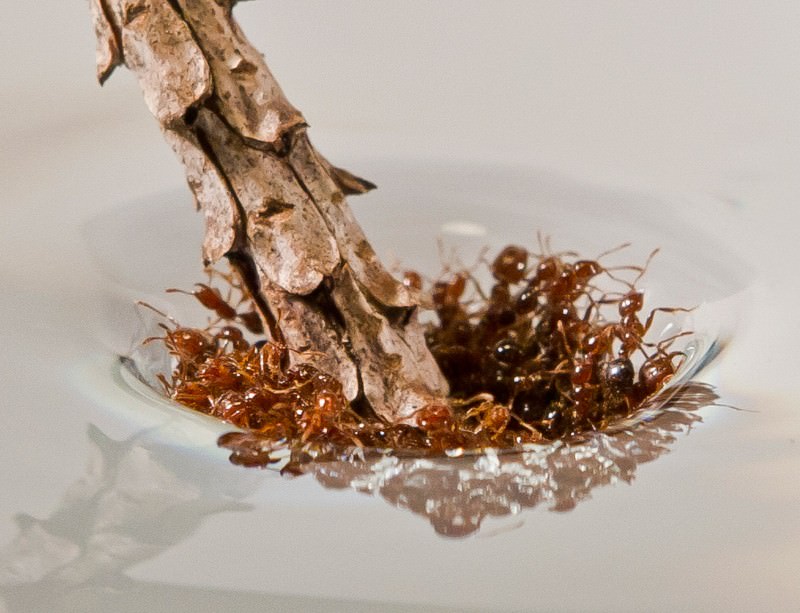 Fire ants writhe to make unsinkable rafts | New Scientist