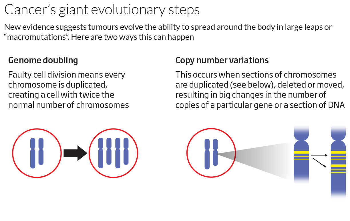 Giant leaps of evolution make cancer cells deadly | New Scientist
