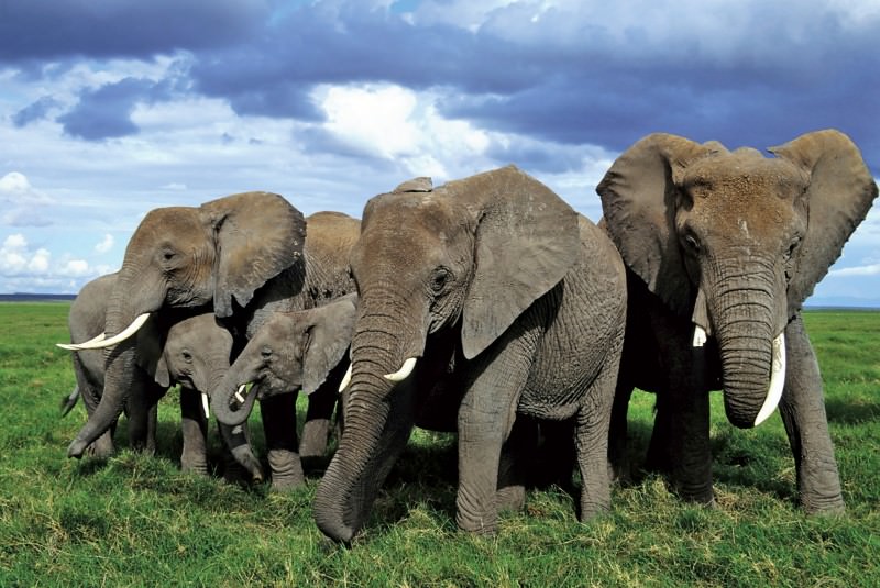 Pachyderm politics and the powerful female | New Scientist