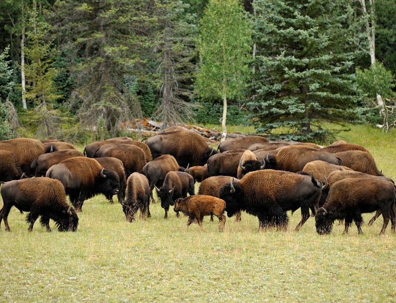 Grand Canyon struggles to repel invading beefalo | New Scientist