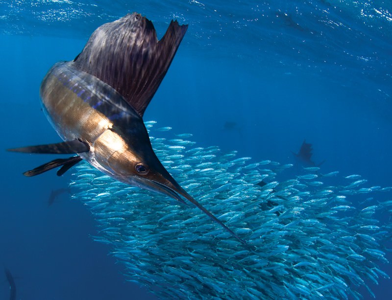 Zoologger: Sailfish is lethal d'Artagnan of the deep | New Scientist
