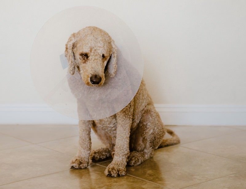 Smart collar brings poorly pooches to heal | New Scientist