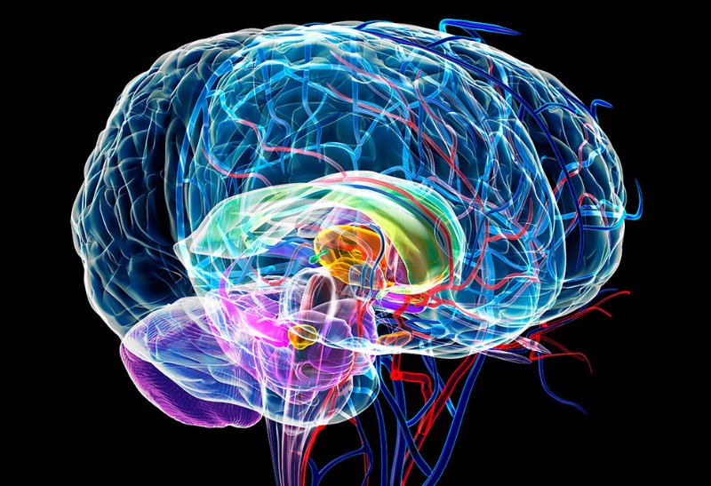 Cerebellum's growth spurt turned monkeys into humans | New Scientist