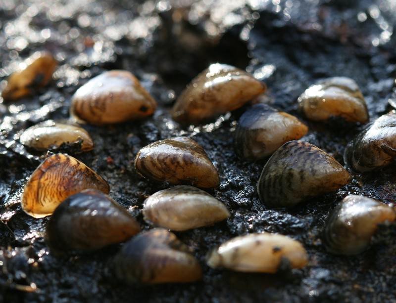 5 reasons to worry about a quagga mussel invasion | New Scientist