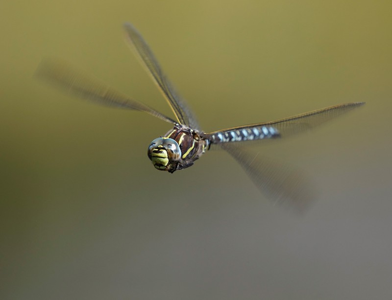Dragonflies anticipate their prey's flight path | New Scientist