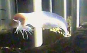 Weird sea ghost breaks record for deepest living fish | New Scientist