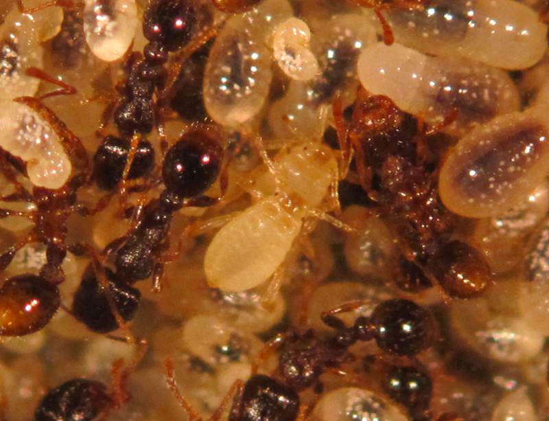 Aphids suck the blood of their ant masters' young | New Scientist