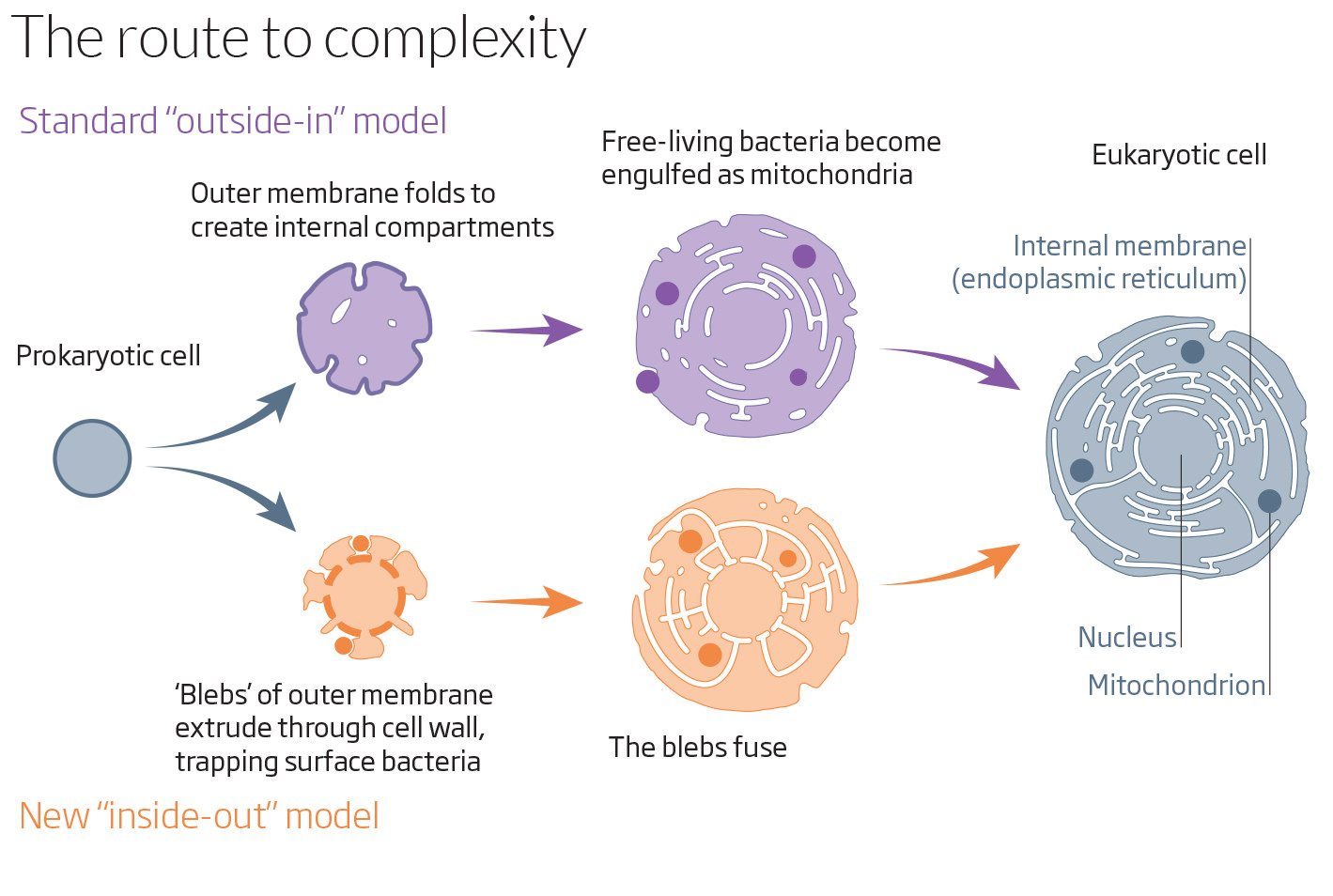 We've got the evolution of complex cells inside-out | New Scientist