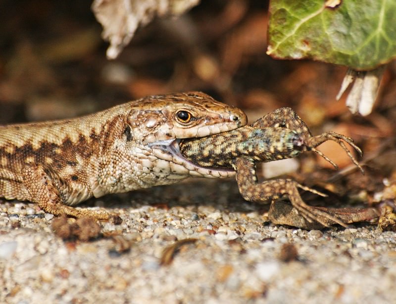 The island paradise overrun by giant cannibals | New Scientist