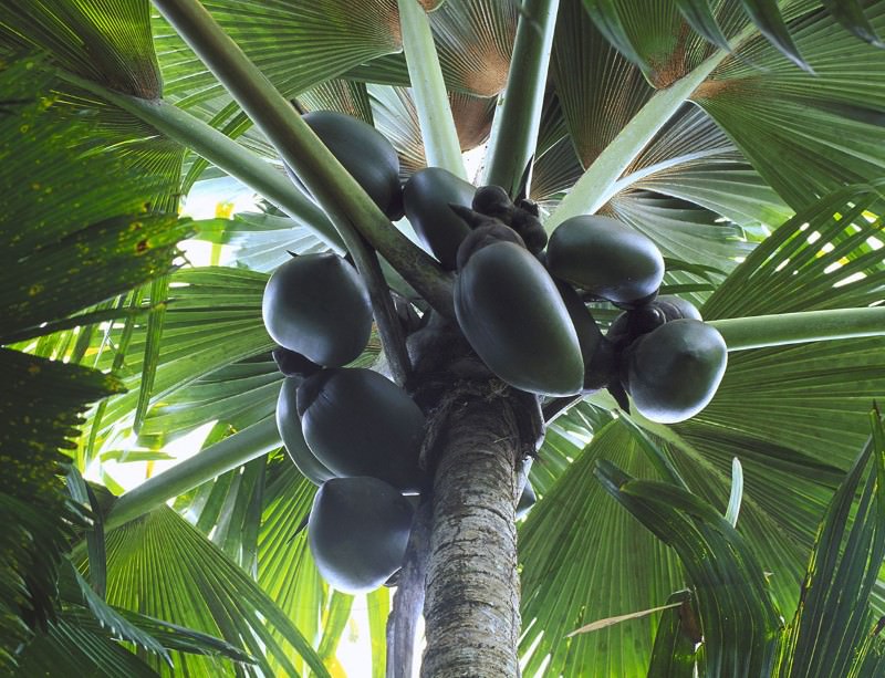 The secret of the world's largest seed revealed | New Scientist