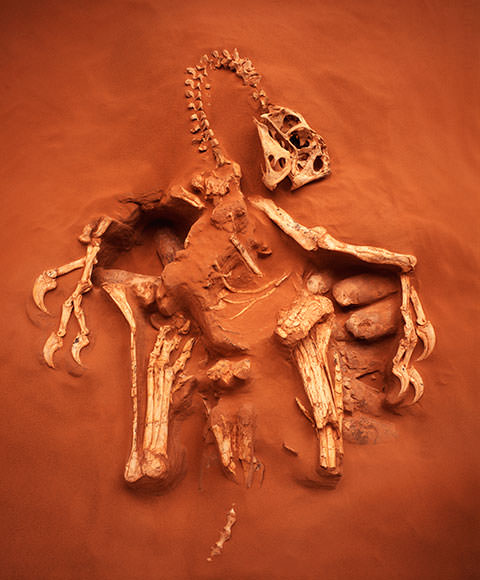 Stunning fossils: The seven most amazing ever found | New Scientist