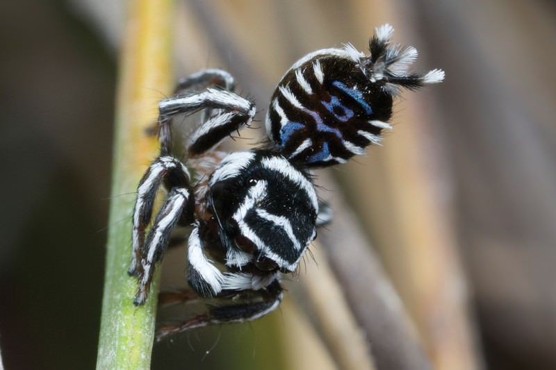 Wizards of Oz: World's cutest and most awesome spiders | New Scientist