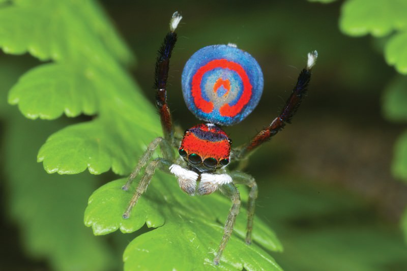 Wizards of Oz: World's cutest and most awesome spiders | New Scientist