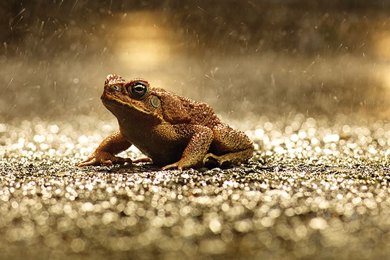 Cane toad has surprise effect on Australian ecosystem | New Scientist