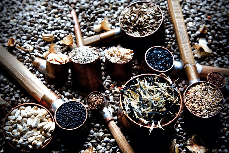 The Triumph of Seeds: Our huge debt to tiny marvels | New Scientist