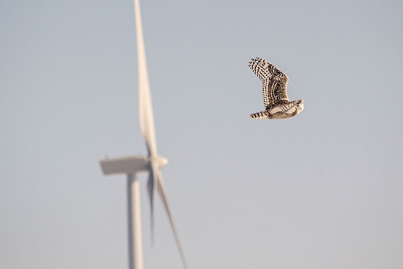 Wind turbines with owl wings could silently make extra energy | New ...