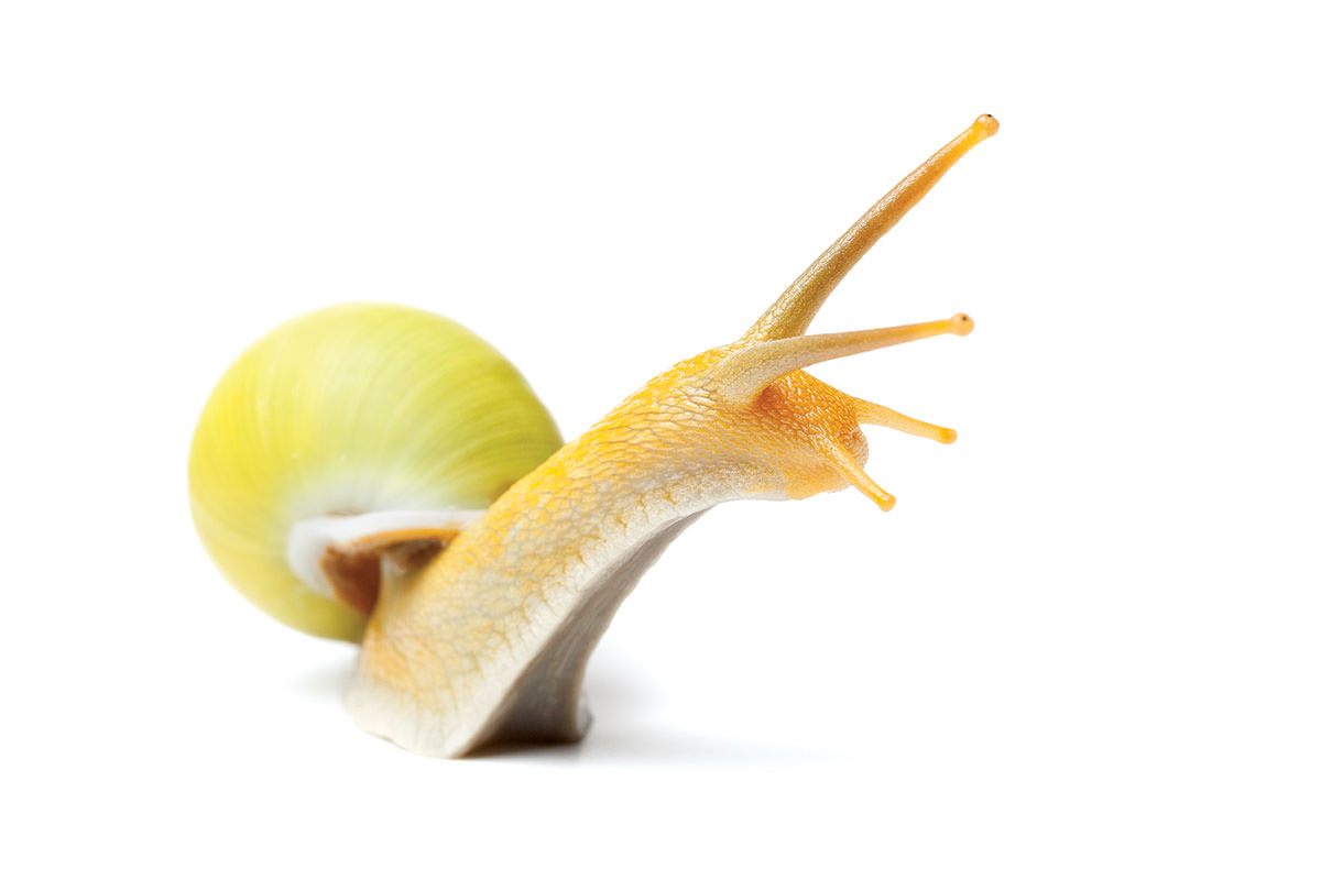 See the diverse beauty of colourful land snails around the world | New ...