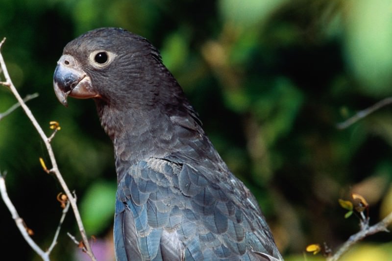 Parrots use pebble tools to grind up own mineral supplements | New ...