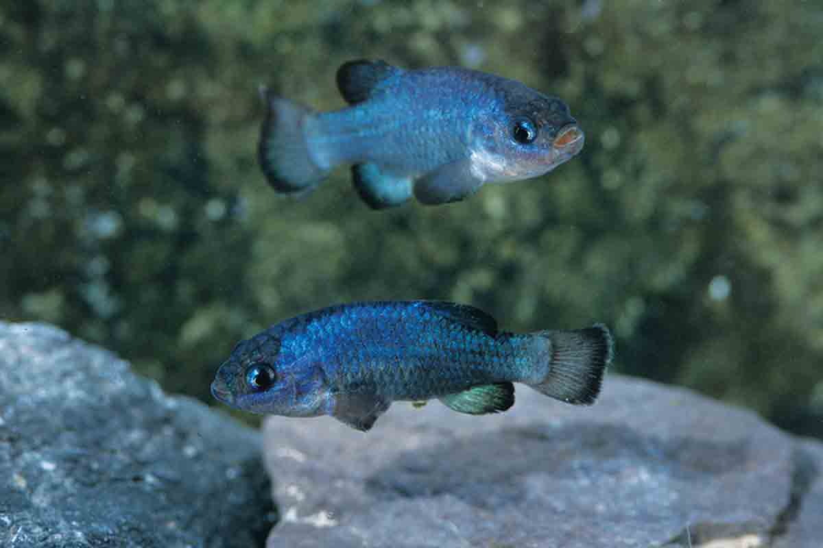Devil’s Hole pupfish might be reincarnated even if it died out | New ...
