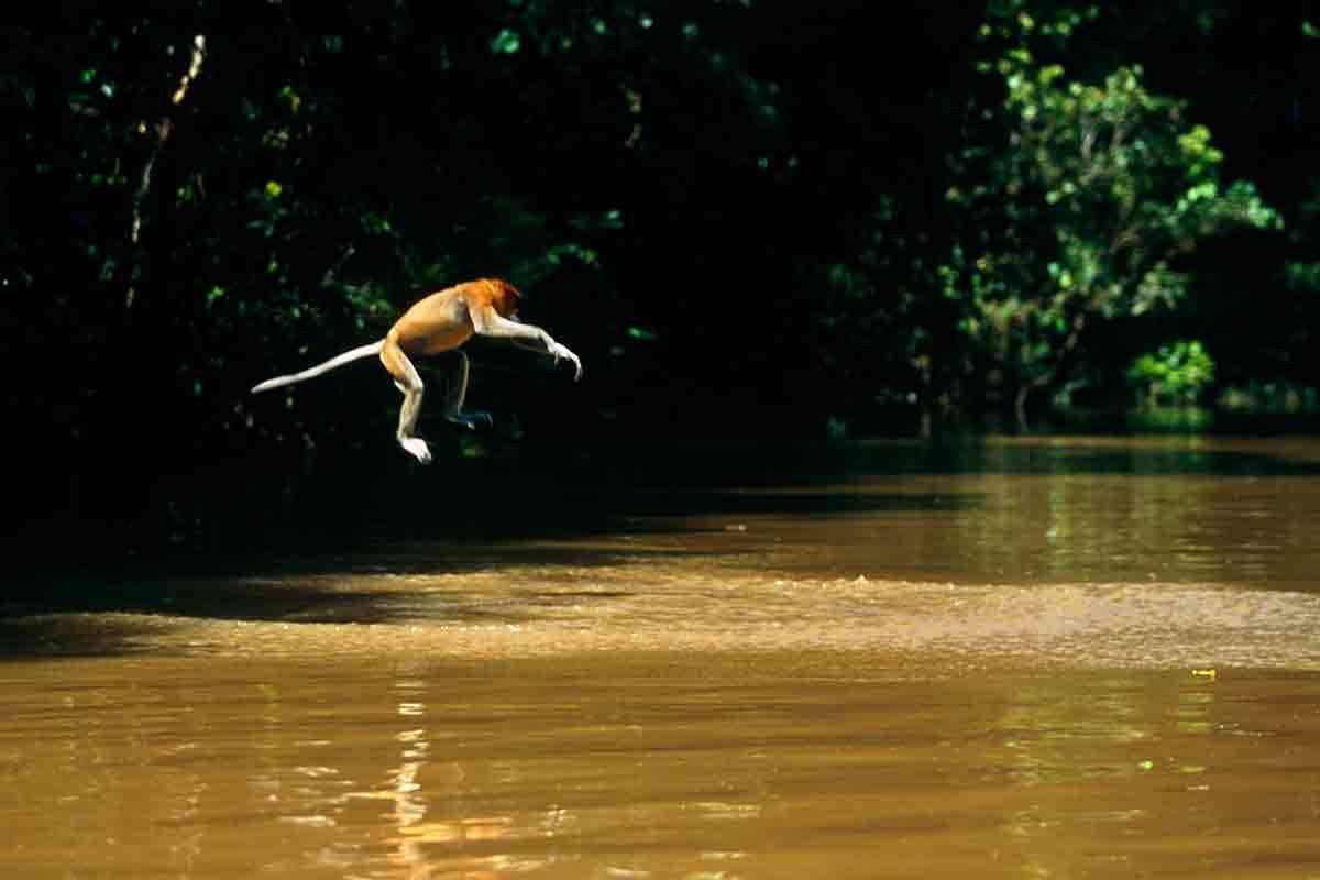 Meet the aquatic monkey with a love of diving and swimming | New Scientist