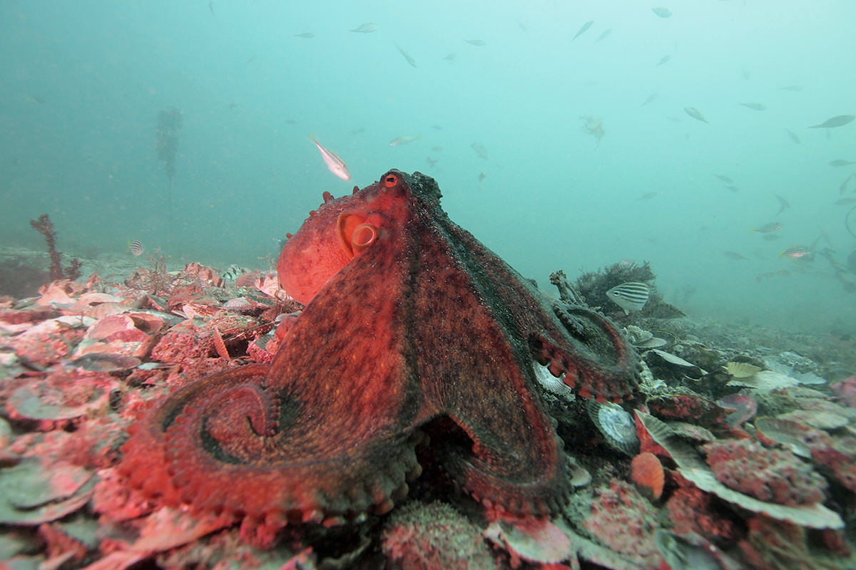 Octopuses resolve conflicts with many-armed body language | New Scientist
