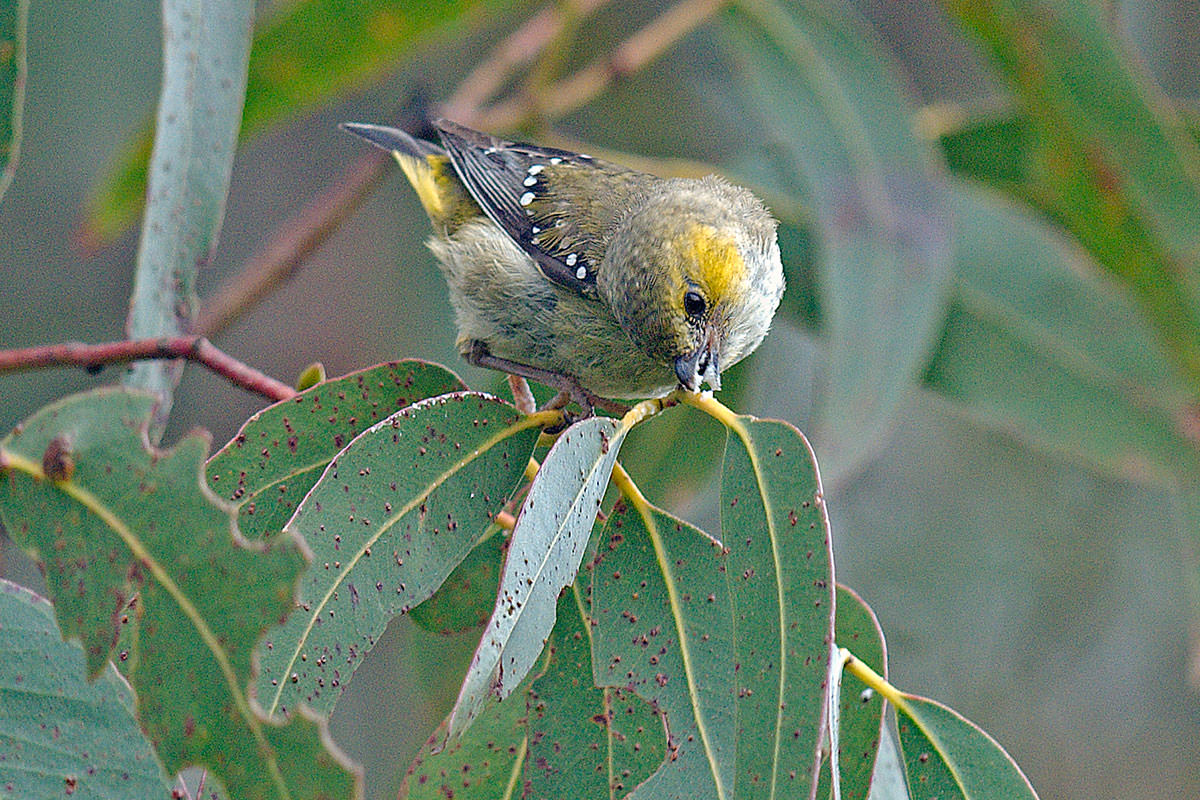 Rare Australian bird farms nourishing manna from trees | New Scientist