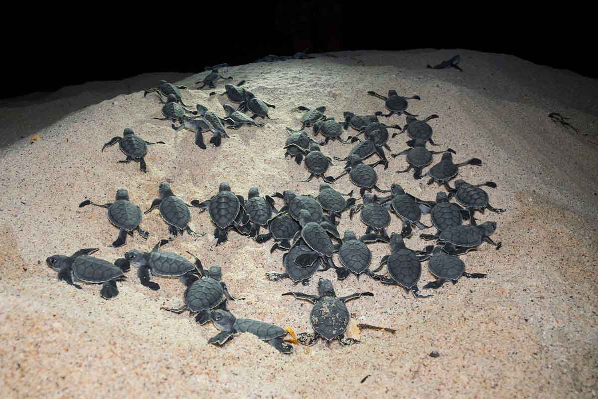 Why baby turtles work together to dig themselves out of a nest | New ...