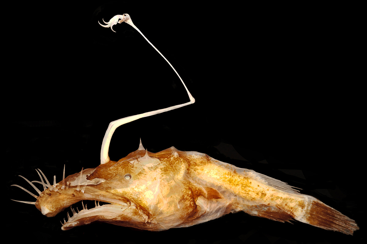 See the best new species discovered over the past year | New Scientist