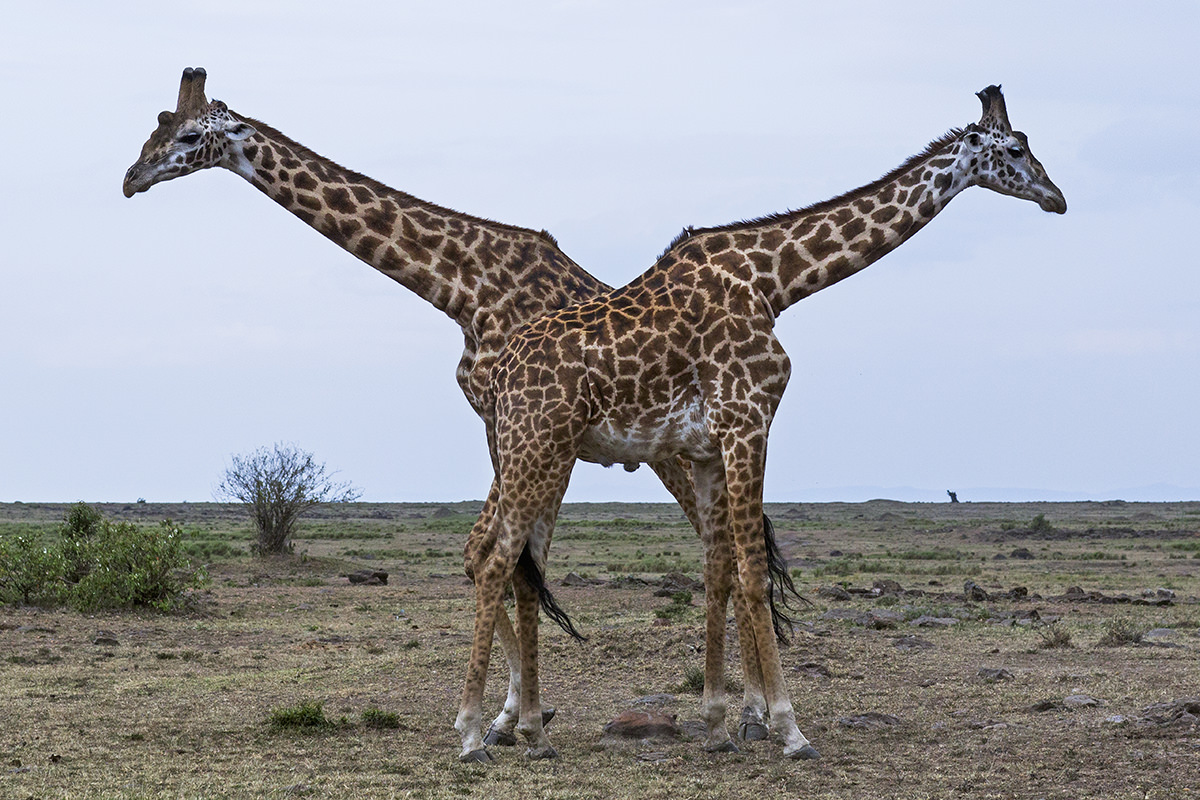 Giraffes Got Their Long Necks Thanks To A Few Dozen Gene Changes New Giraffes Got Their Long Necks Thanks To A Few Dozen Gene Changes New