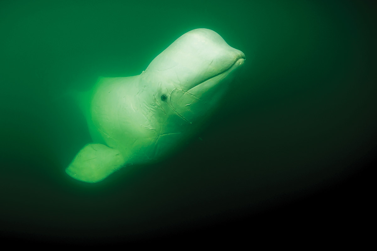 Drowning in sound? The sad case of the baby beluga whales | New Scientist