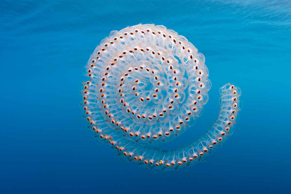 Jellyfish as you’ve never seen them – meet the underwater aliens | New ...