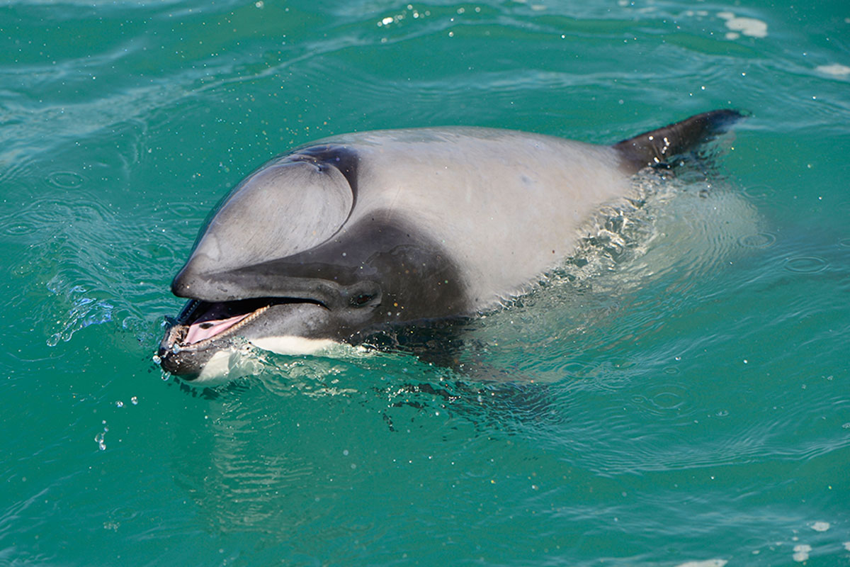Dolphin learns to breathe through its mouth after developing a faulty ...